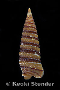 Belted Triphorid, Mastonia cingulifera