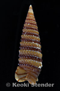 Triphorids, Family Triphoridae