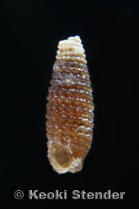 Triphorids, Family Triphoridae