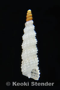 Triphorids, Family Triphoridae