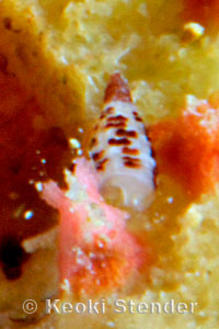 Coral Triphorid, Triphora coralina