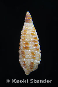 Triphorids, Family Triphoridae