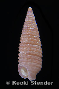 Triphorids, Family Triphoridae