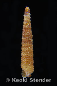 Triphorids, Family Triphoridae