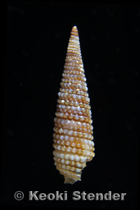 Knobby Triphorid, Triphora tuberculata