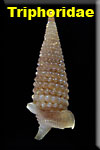 Index of /marine/mollusks/gastropods/triphoridae/