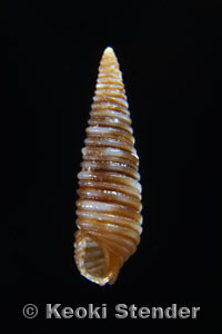 Triphorids, Family Triphoridae