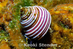 Western Ribbed or Brown Top Shell, Calliostoma ligatum