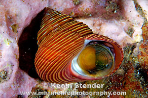 Western Ribbed or Brown Top Shell, Calliostoma ligatum