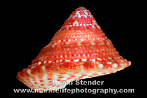 Hawaiian or Woven Top Shell, Trochus intextus