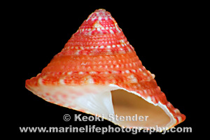 Hawaiian or Woven Top Shell, Trochus intextus
