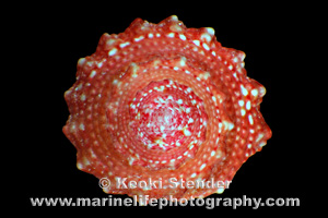 Hawaiian or Woven Top Shell, Trochus intextus