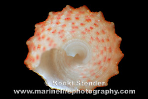 Hawaiian or Woven Top Shell, Trochus intextus