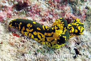 Gardiner's Nudibranch, Aegires gardineri