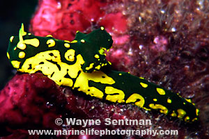 Gardiner's Nudibranch, Aegires gardineri