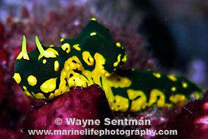 Gardiner's Nudibranch, Aegires gardineri