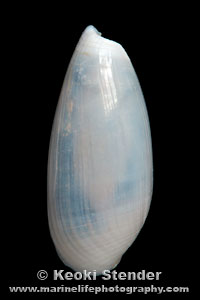 Slender Bubble, Aliculastrum debile