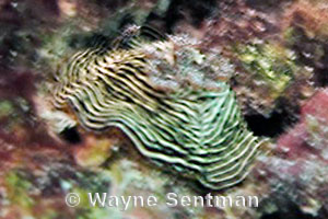 Lined Nudibranch, Chromodoris lineolata