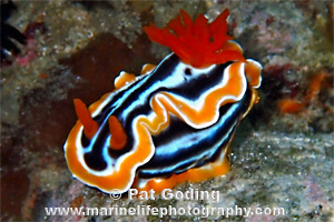 Magnificent Nudibranch, Chromodoris magnifica