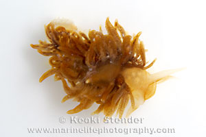 Barnacle Nudibranch, Fiona pinnata