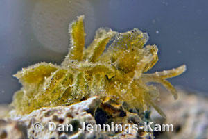 Jensen's Polybranchia, Polybranchia jensenae