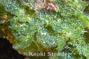 Coarse Mesh Seaweed, Microdictyon setchellianum