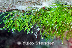 Bushy Chlorodesmis, Chlorodesmis caespitosa