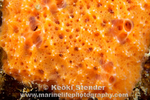 Phylum Porifera, Sponges