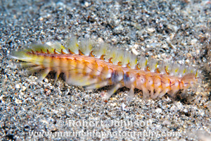 Phylum Annelida & Phoronida, Segmented Worms & Phoronids