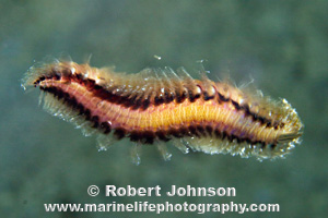 Darklined Fireworm, Chloeia fusca