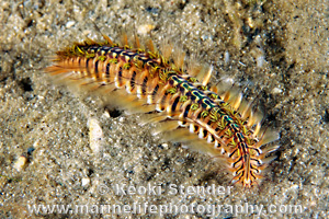 Red-tipped Fireworm, Chloeia viridis