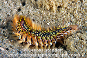 Red-tipped Fireworm, Chloeia viridis