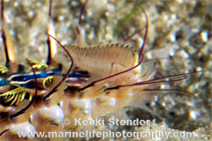 Red-tipped Fireworm, Chloeia viridis