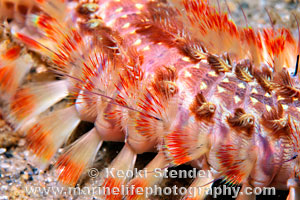 Red-tipped Fireworm, Chloeia viridis