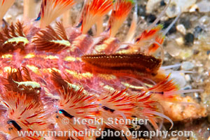 Red-tipped Fireworm, Chloeia viridis