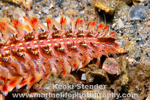 Red-tipped Fireworm, Chloeia viridis