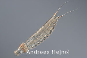 Phylum Kinorhyncha, Spiny-crown Worms