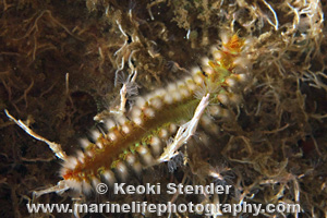 Phylum Annelida & Phoronida, Segmented Worms & Phoronids