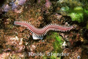 Phylum Annelida & Phoronida, Segmented Worms & Phoronids